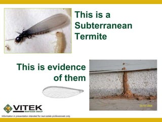 Termite Report When To Require | PPT