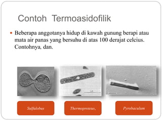 Termoasidofilik Pada Archaebacteria.pptx