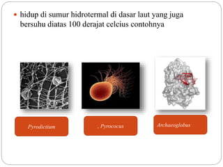 Termoasidofilik Pada Archaebacteria.pptx