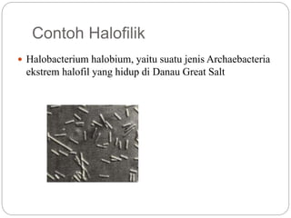 Termoasidofilik Pada Archaebacteria.pptx
