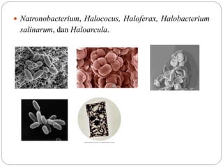 Termoasidofilik Pada Archaebacteria.pptx
