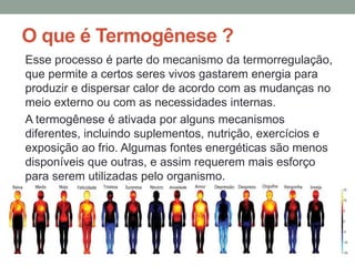 Termogeneses | PPT