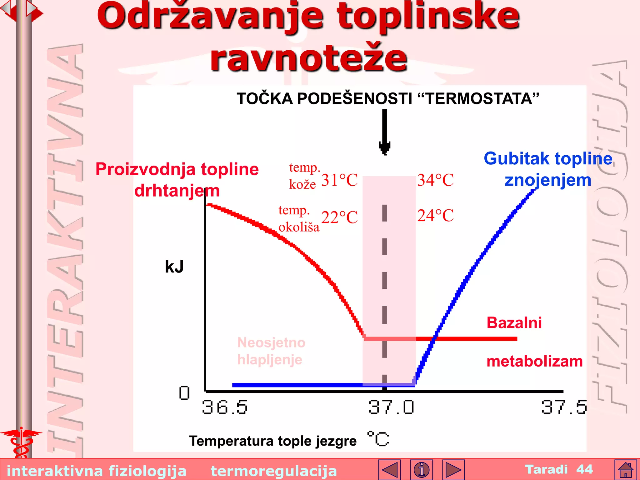 Termoregulacija | PPT