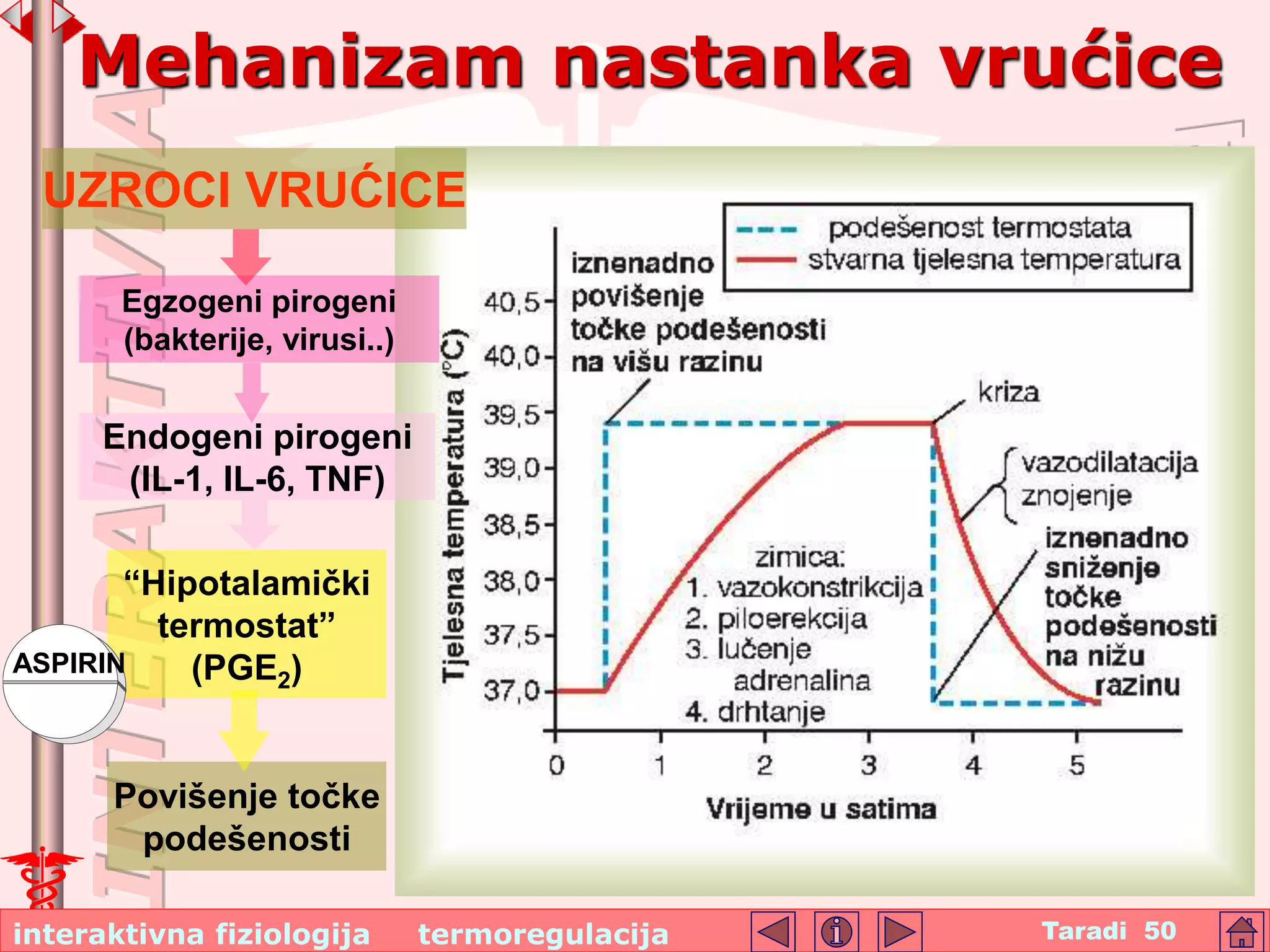 Termoregulacija | PPT