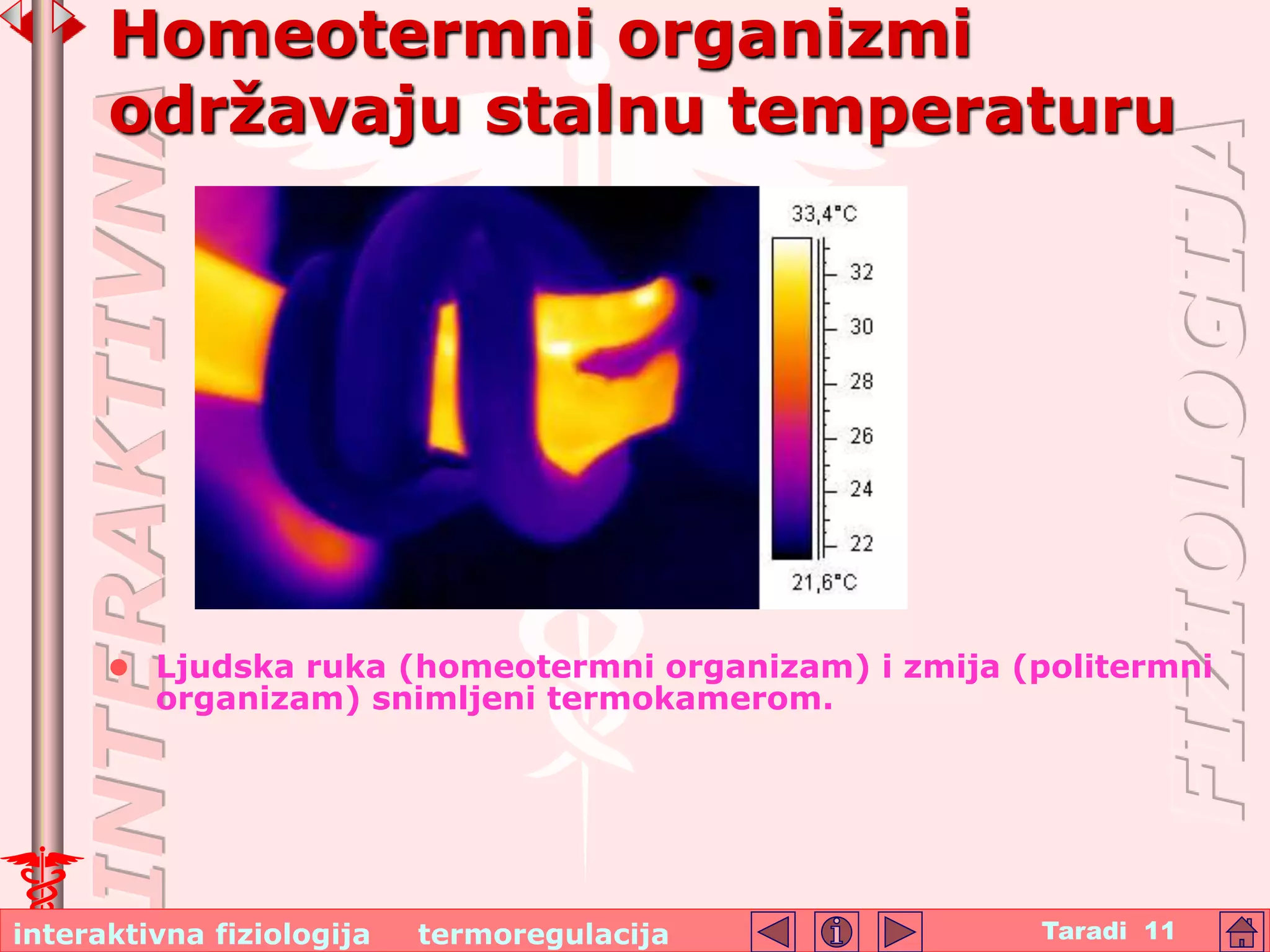 Termoregulacija | PPT