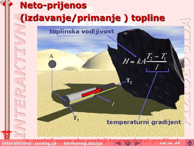 Termoregulacija | PPT