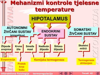 Termoregulacija | PPT