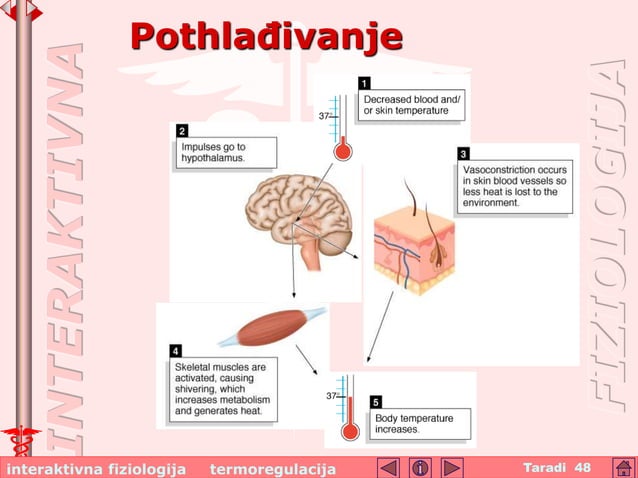 Termoregulacija | PPT