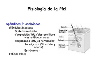 Termorregulacion y piel | PPT