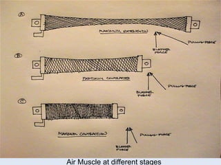 Air Muscles:-The Neo Pneumatic Actuators | PPTX