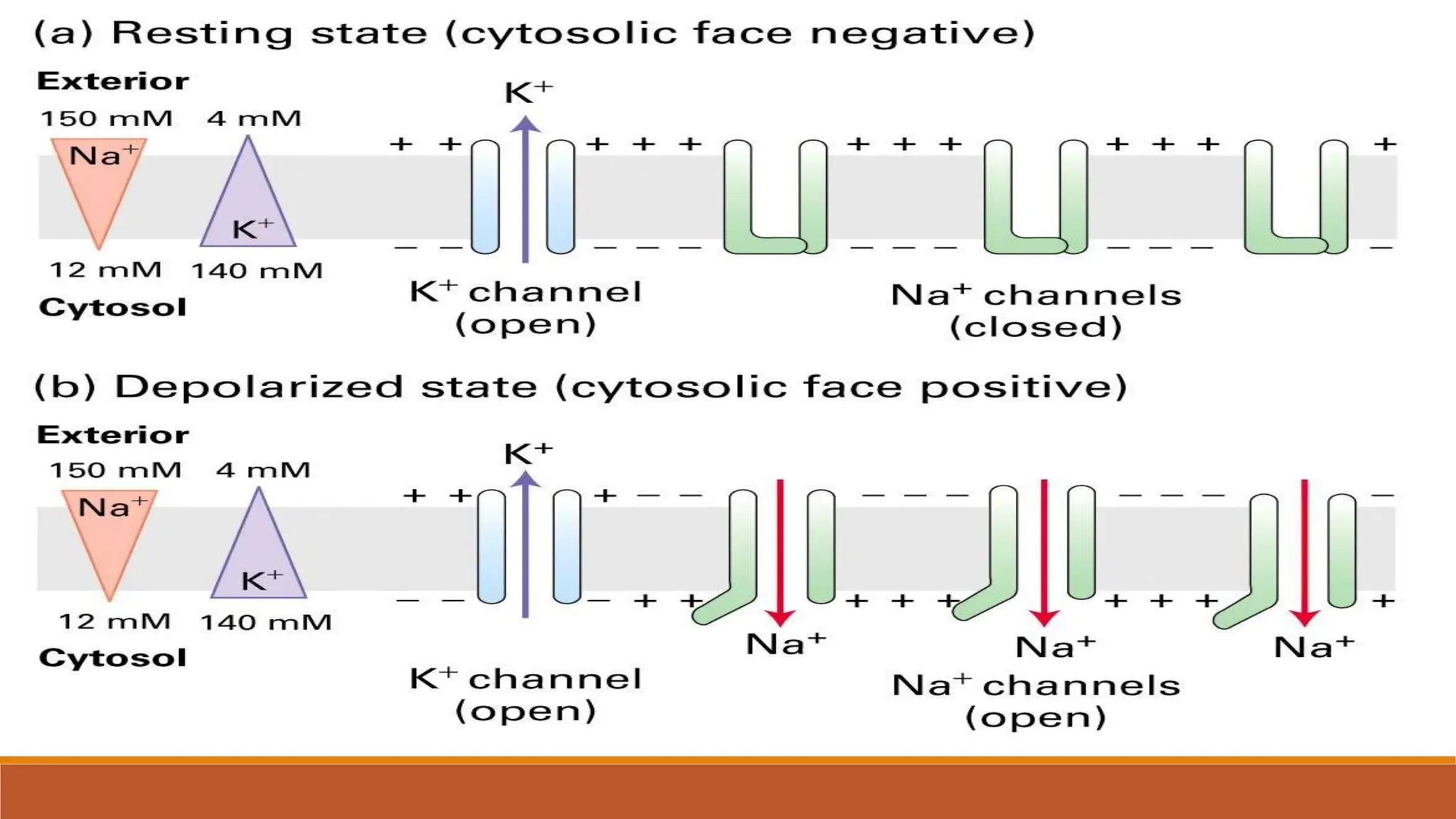 Structure and mode of action of synthetic Pyrethroids | PPTX