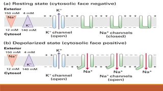 Structure and mode of action of synthetic Pyrethroids | PPTX ...