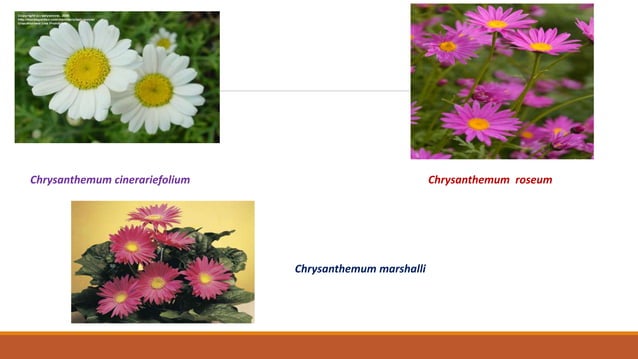 Structure and mode of action of synthetic Pyrethroids | PPTX ...