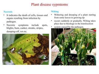 Plant Pathology Concept, Terms and disease symptoms | PPTX