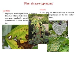 Plant Pathology Concept, Terms and disease symptoms | PPTX