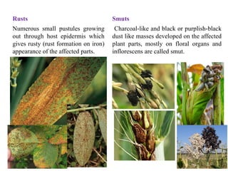 Plant Pathology Concept, Terms and disease symptoms | PPTX