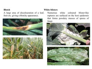 Plant Pathology Concept, Terms and disease symptoms | PPTX
