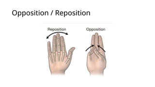 Terms of Movement, anatomy, flexion, extension | PPTX