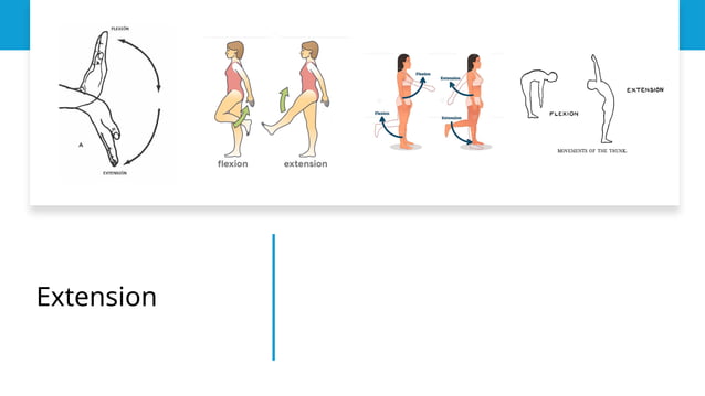 Terms of Movement, anatomy, flexion, extension | PPT