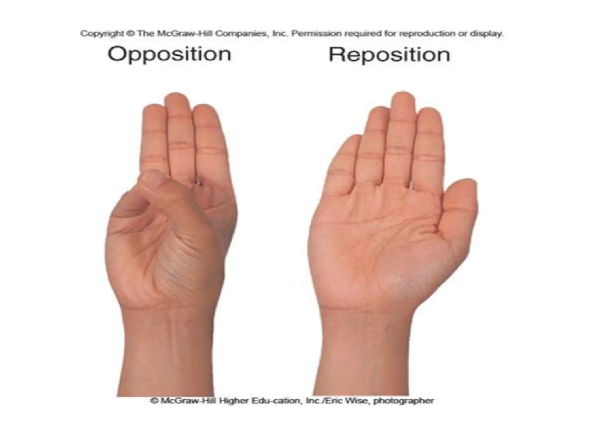 TERMS OF MOVEMENTS.pptx