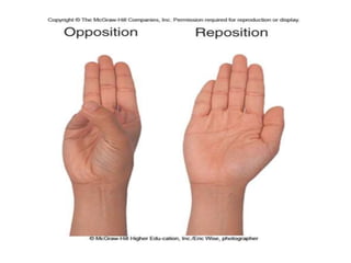 TERMS OF MOVEMENTS.pptx