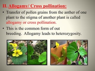 Modes of Pollination: self and cross pollination | PPTX