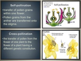 Modes of Pollination: self and cross pollination | PPTX