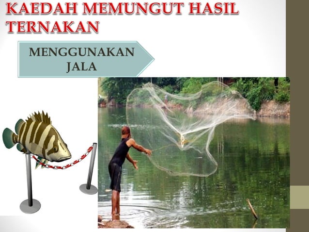 Ternakan Ikan Air Tawar KHB (Pertanian) Tingkatan 2 | PPT