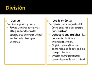 Utero: histologico | PPTX