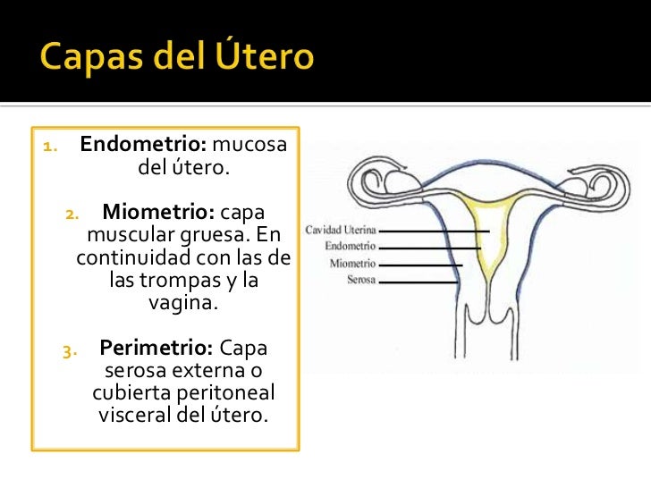 Utero: histologico
