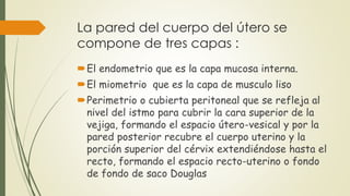 útero anatomia | PPTX | Pregnancy | Reproductive Health