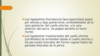 útero anatomia | PPTX
