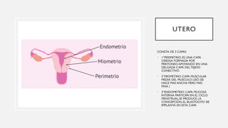 Anatomia ÚTERO, VAGINA, TUBAS Y OVARIO.pptx