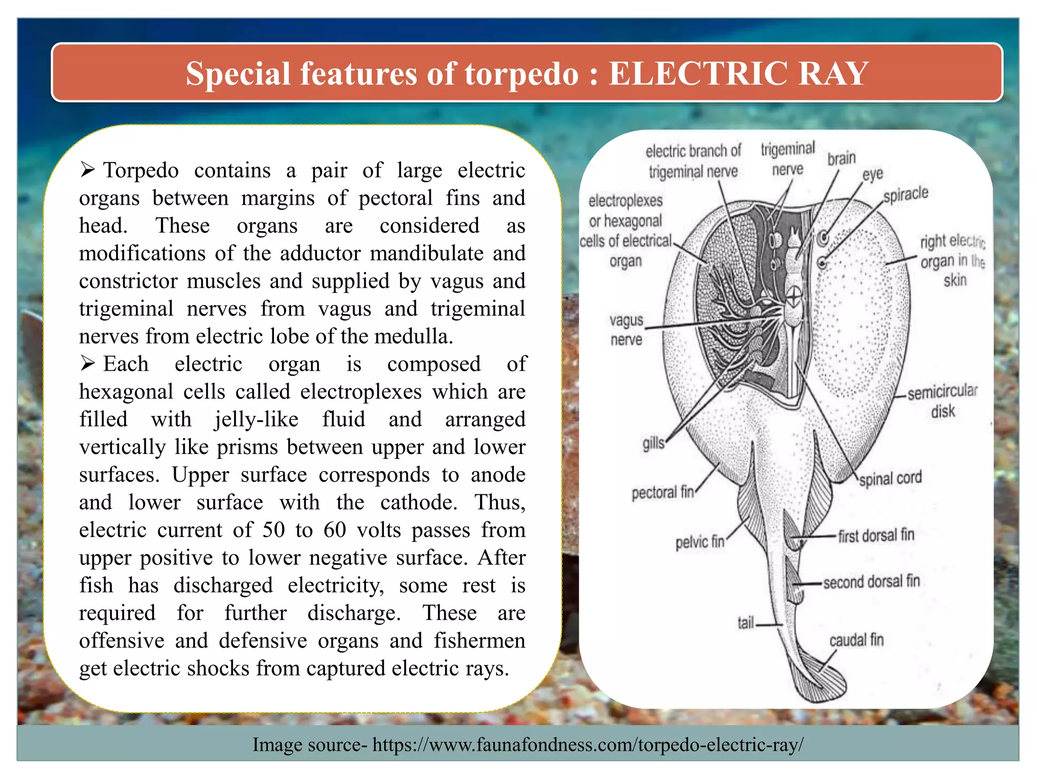 Electric organ in Torpedo | PDF