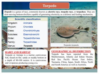 Electric organ in Torpedo | PDF