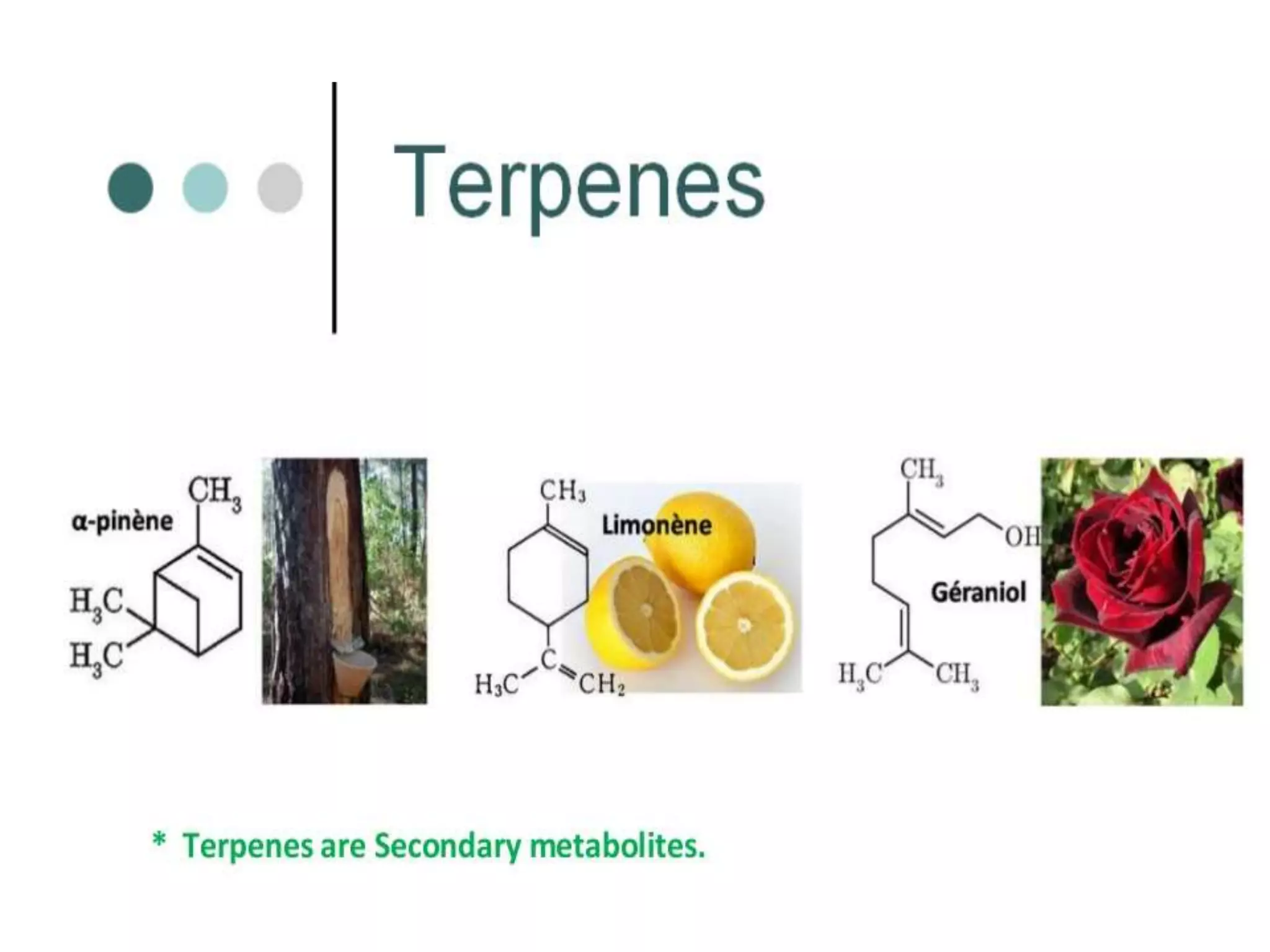 Terpenes and their Classification | PPTX