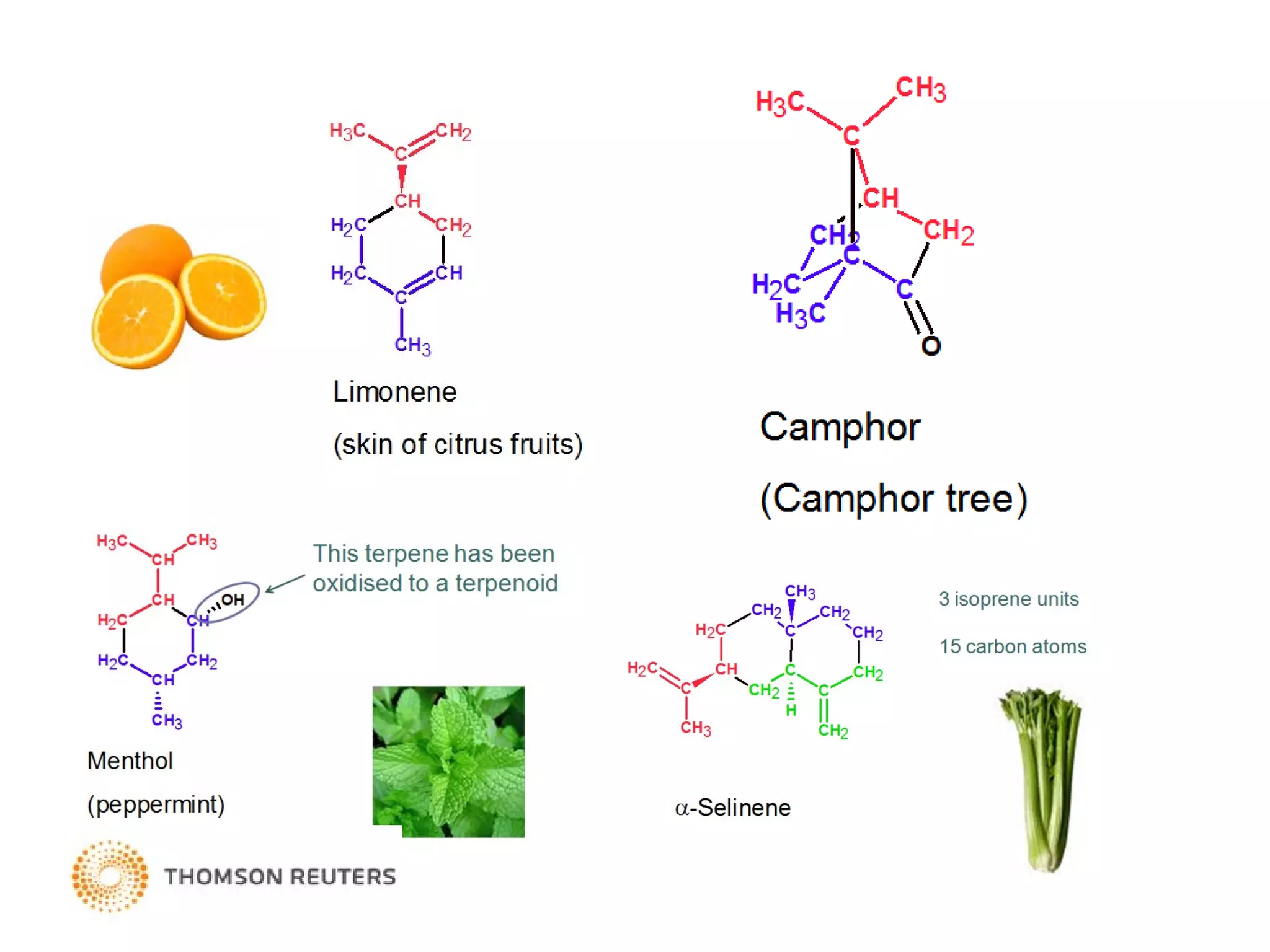 Terpenes | PPT