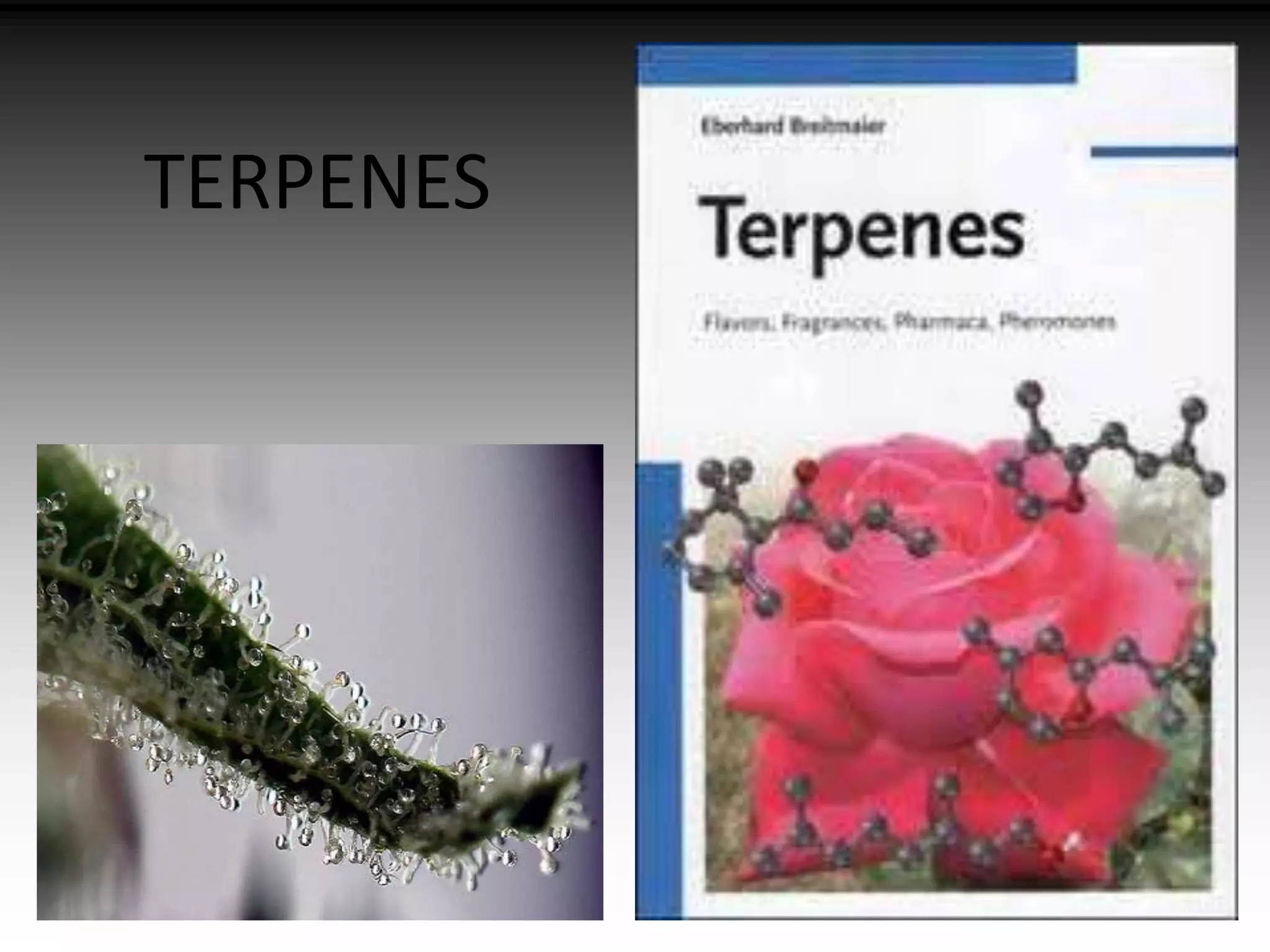 Terpenes | PPTX