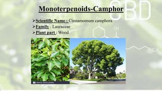 Terpenes & terpenoids | PPTX