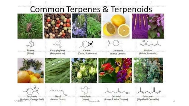Terpenoids Pptx Chemistry Science