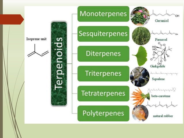 Terpenoids | PPTX | Chemistry | Science