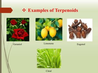 Terpenoids | PPTX