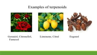 Terpenoids | PPTX | Science