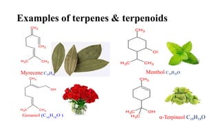 Terpenoids for slide presentation new 1.pptx