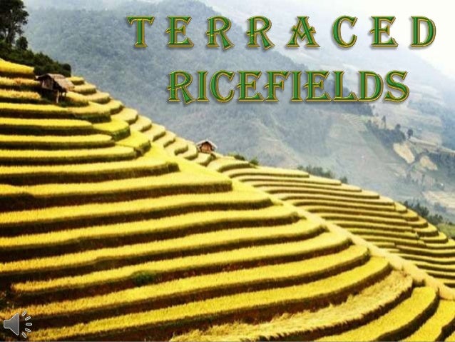 Terraced ricefields (v.m.) | PPT