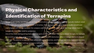 Taxonomic classification distribution and conservation of Terrapins.pdf