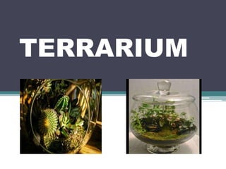 Terrarium | PPTX