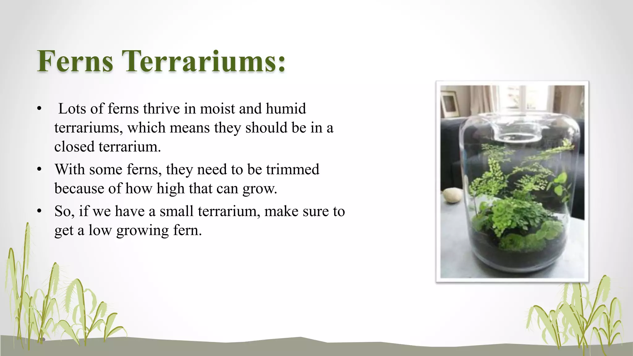 Terrarium | PPTX