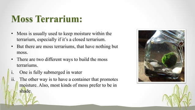 Terrarium | PPTX | Zoos & Aquariums | Attractions