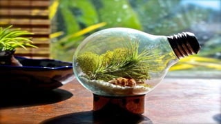 Terrarium | PPTX
